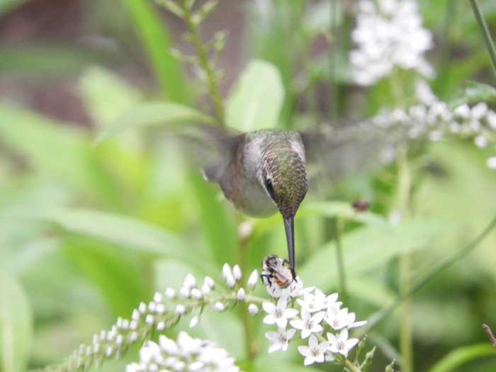 Hummingbird and bee [IMAGE] | EurekAlert! Science News Releases