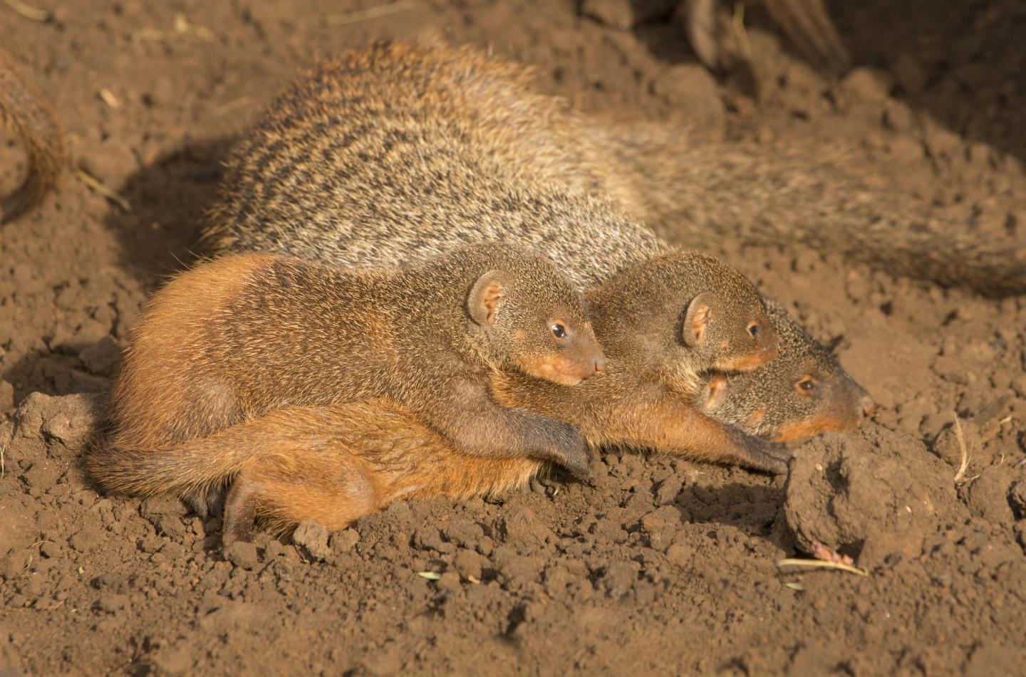 Mongoose pups conceal identity to survive | EurekAlert!