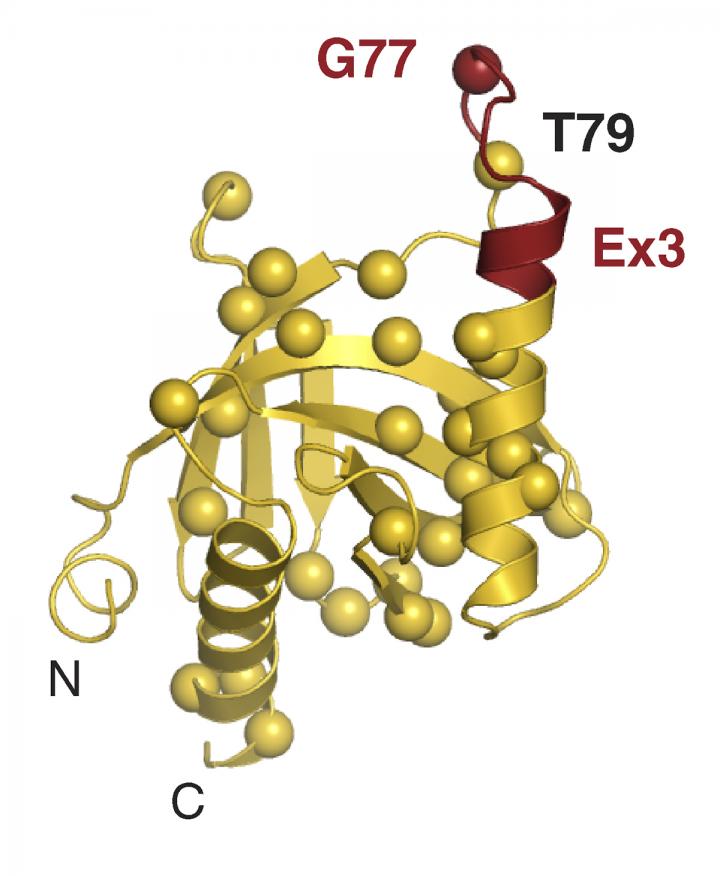 Researchers map molecular interaction that pr | EurekAlert!
