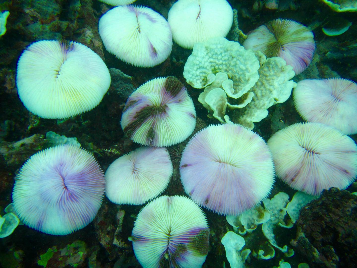 Bleached Coral [IMAGE] | EurekAlert! Science News Releases