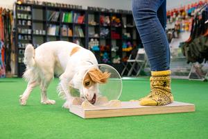 Canine cognitive traits linked to everyday be | EurekAlert!