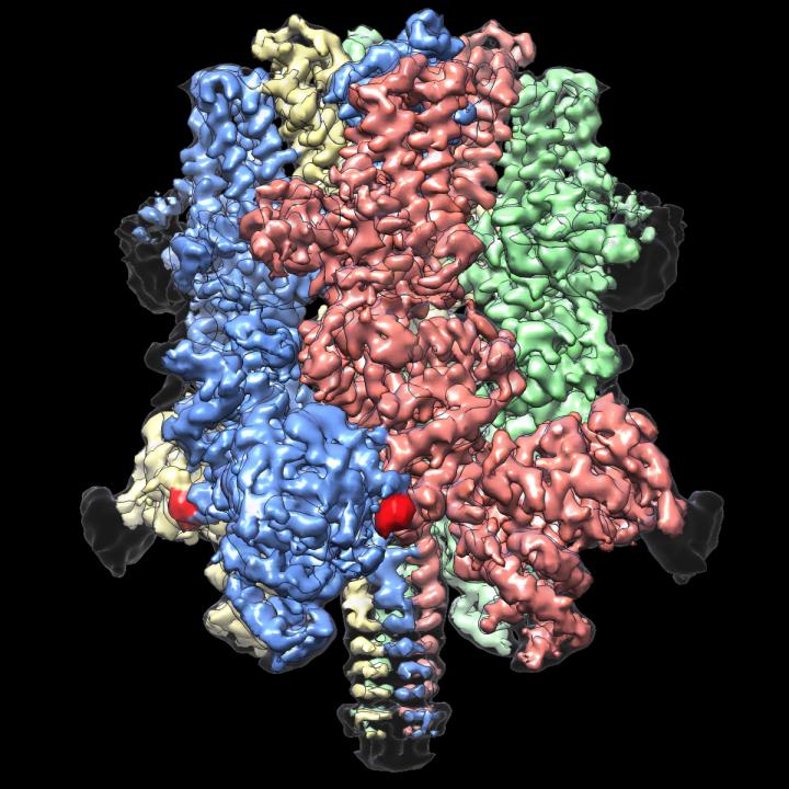 TRPM4 Protein [IMAGE] | EurekAlert! Science News Releases