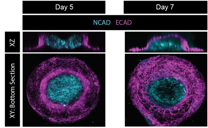 cell models [IMAGE] | EurekAlert! Science News Releases