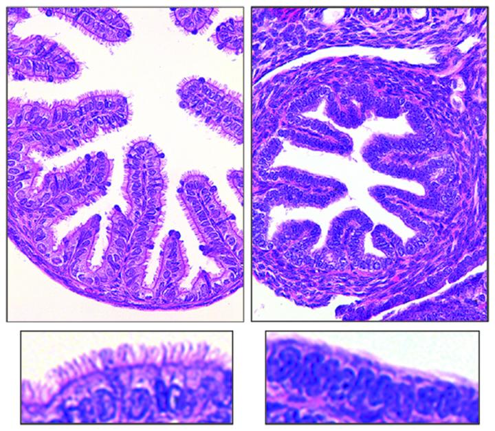 Oviduct Cilia [IMAGE] | EurekAlert! Science News Releases