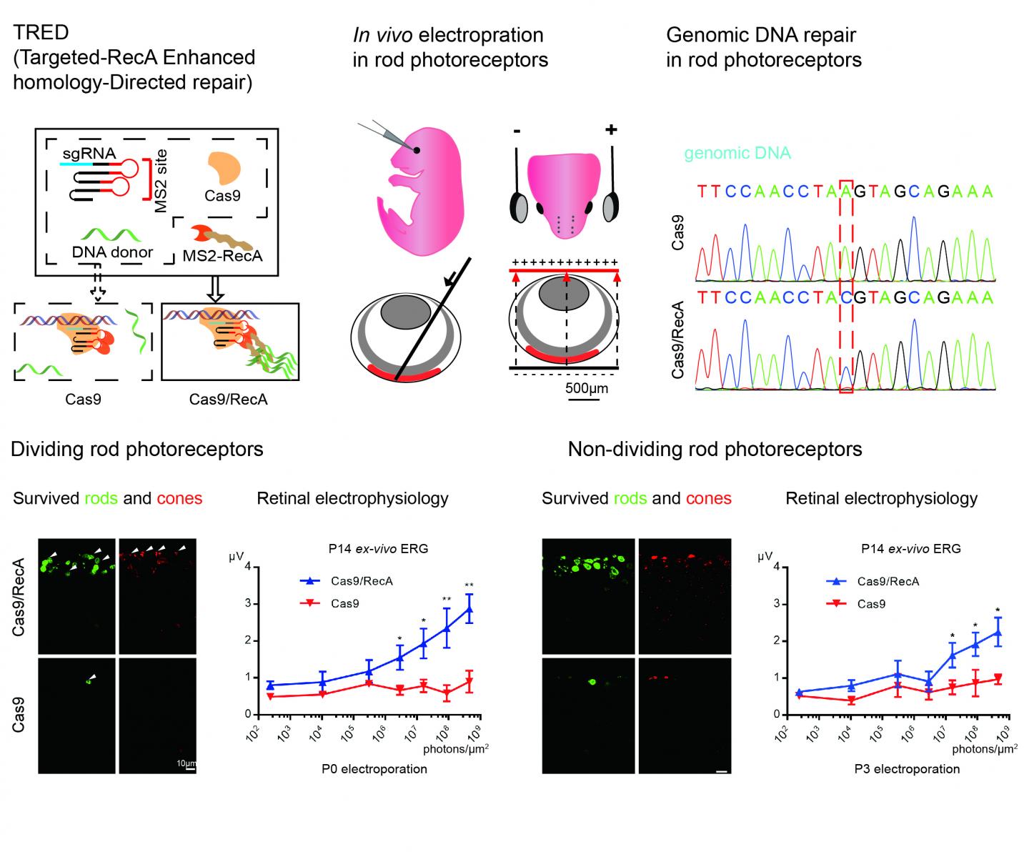 Improved Gene Editing Corrects Eye Disorder i | EurekAlert!
