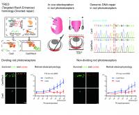 Improved Gene Editing Corrects Eye Disorder i | EurekAlert!