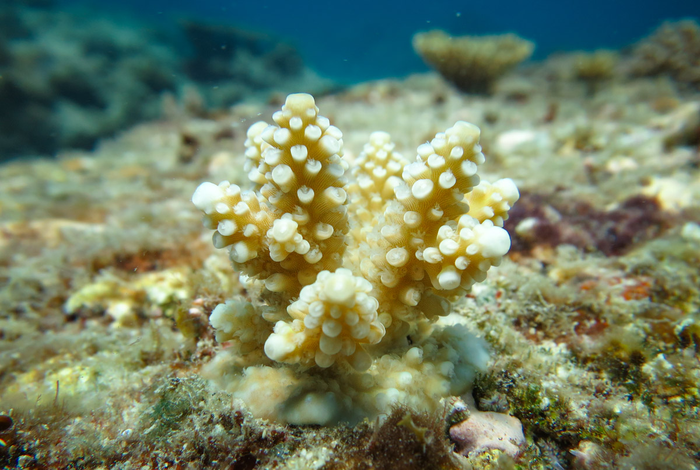 A reef in two gears: New patterns of coral re | EurekAlert!