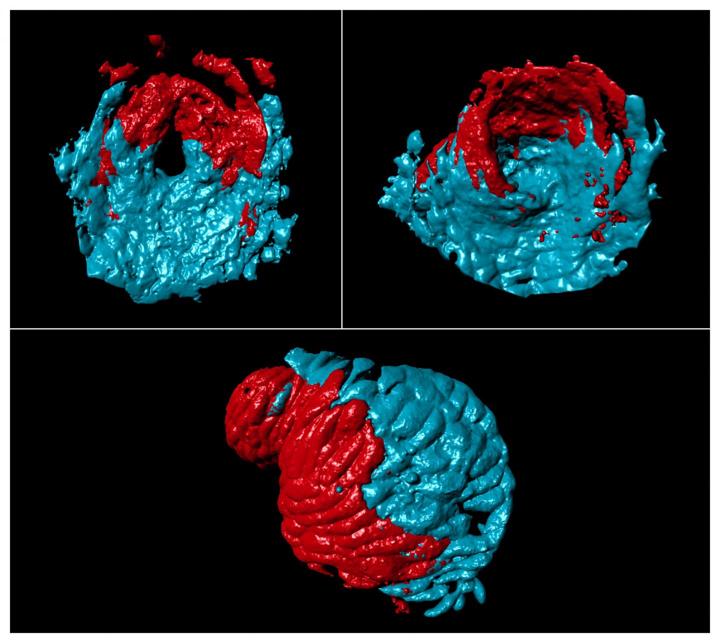 Zebrafish heart development reveals key insig | EurekAlert!