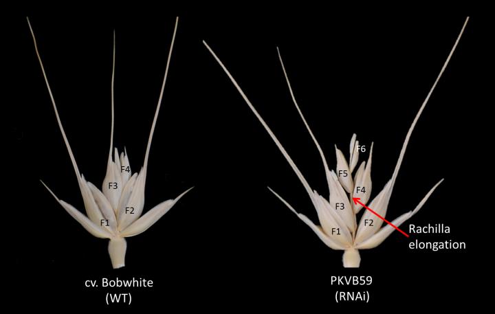 Spikelet Morphology [IMAGE] | EurekAlert! Science News Releases