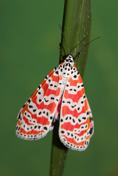 Bella moths use poison to attract mates. Scie | EurekAlert!
