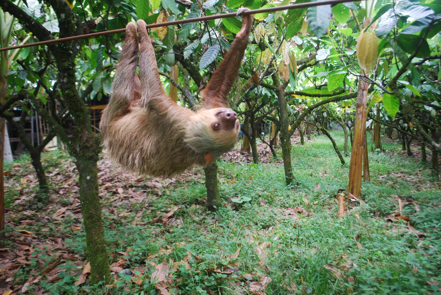 Putting the sloth in sloths: Arboreal lifesty | EurekAlert!
