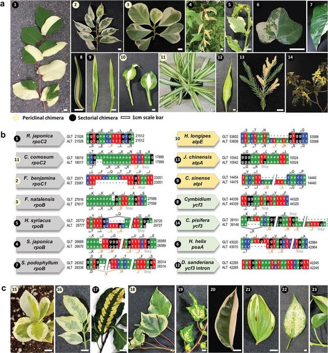 Figure 1. [IMAGE] | EurekAlert! Science News Releases