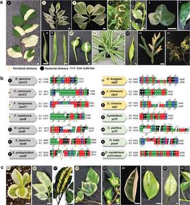 Unlocking the secrets of chimerism: Plastid g | EurekAlert!