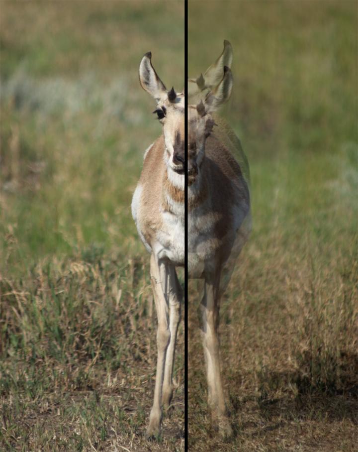 Your Vision with and without I [IMAGE] | EurekAlert! Science News Releases