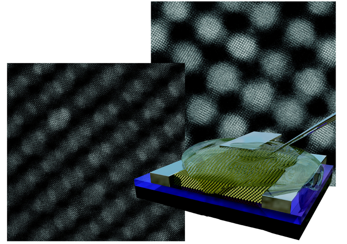 Electron microscope images sho [IMAGE] | EurekAlert! Science News Releases