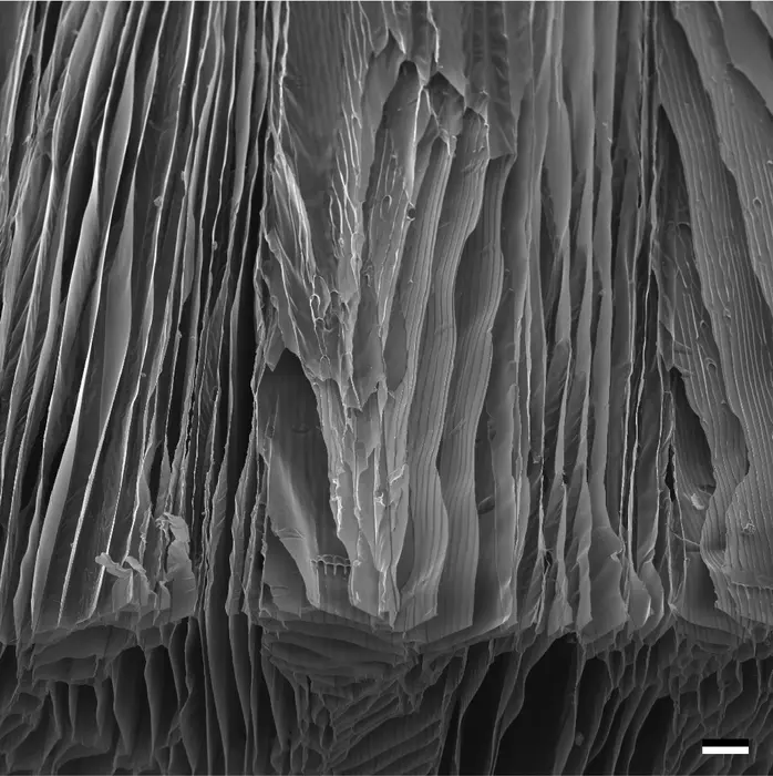 Chitosan [IMAGE] | EurekAlert! Science News Releases
