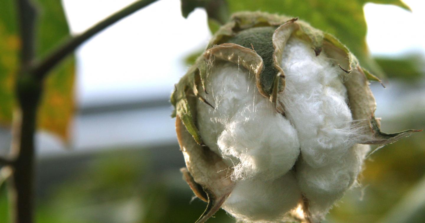 Cotton Fiber [IMAGE] | EurekAlert! Science News Releases
