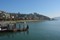 Economic impacts of sea level rise protection | EurekAlert!