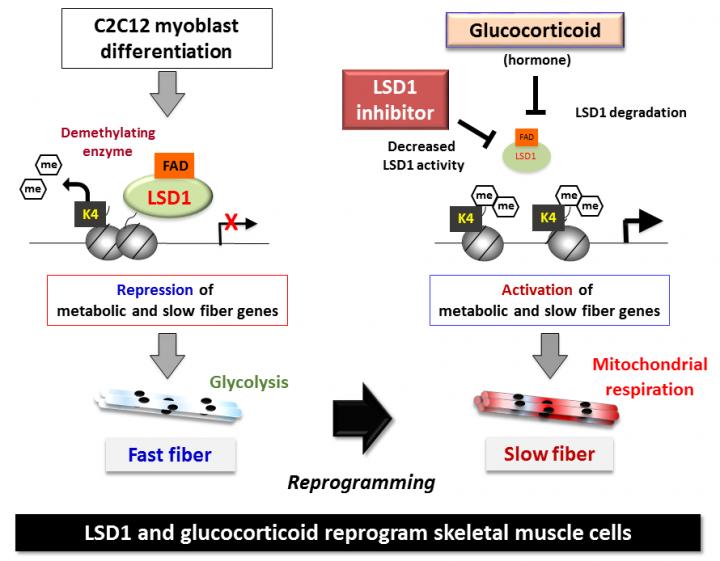 Skeletal Muscle Reprogramming [IMAGE] | EurekAlert! Science News Releases
