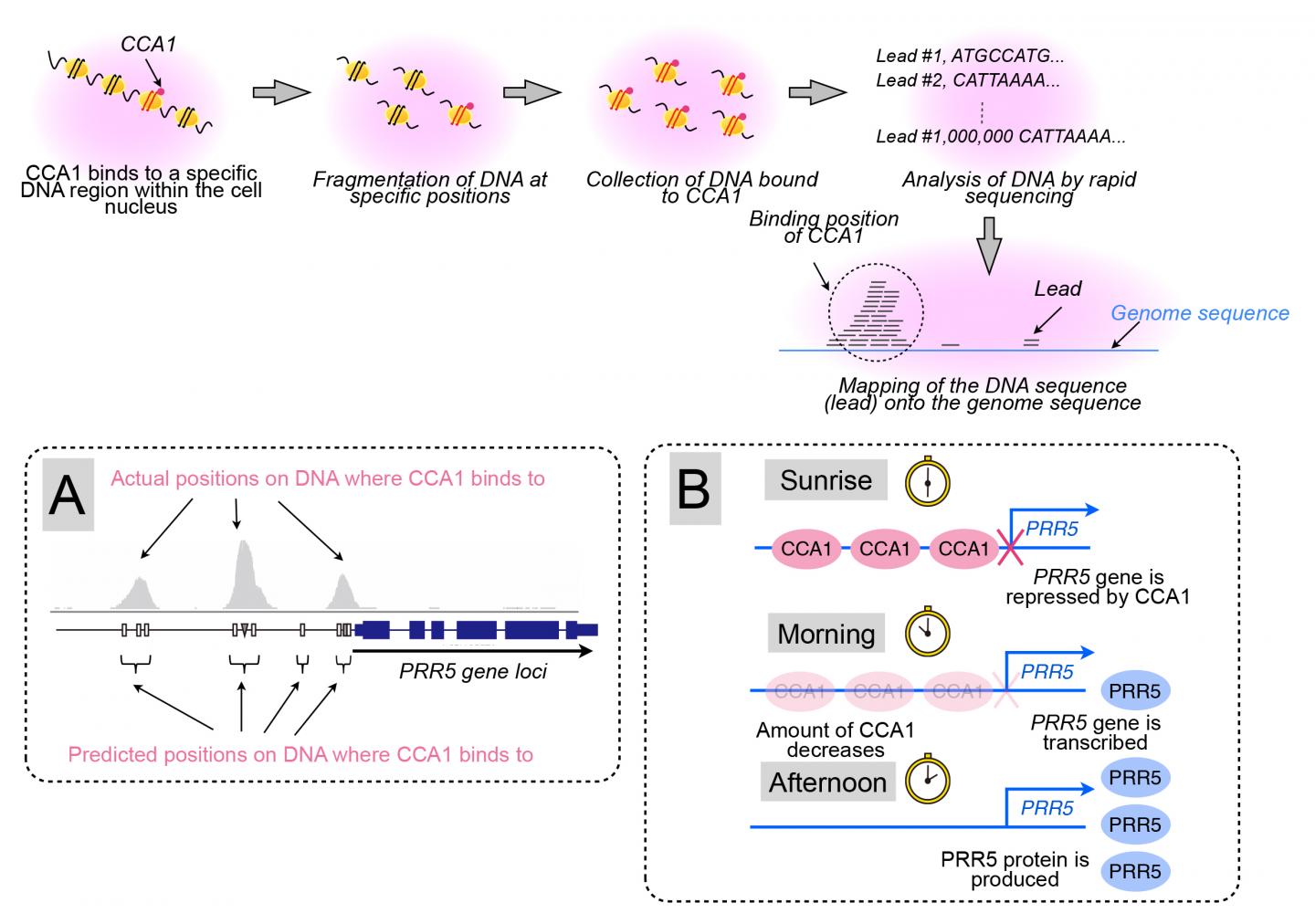 Figure 3. CCA1 Clock Protein B [IMAGE] | EurekAlert! Science News Releases