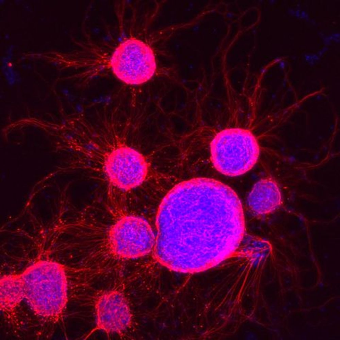 Mouse Embryonic Stem Cells [image] Eurekalert Science News Releases