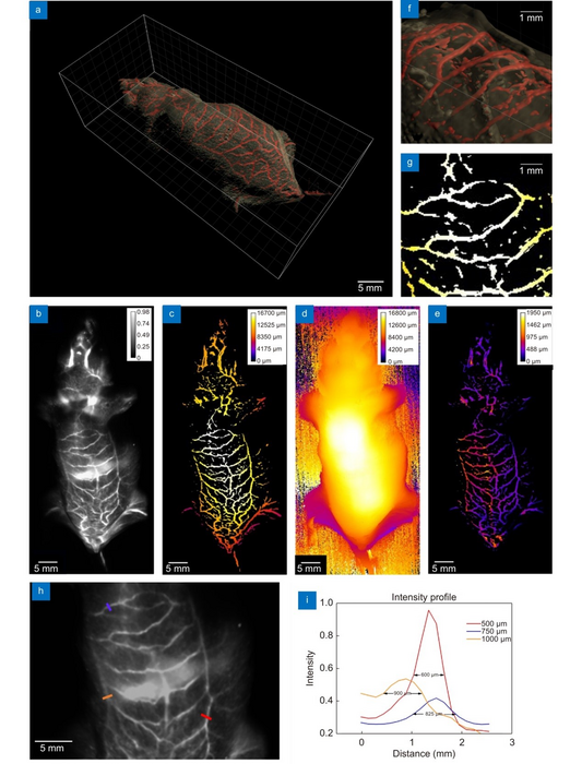 FIG 2 [IMAGE] | EurekAlert! Science News Releases
