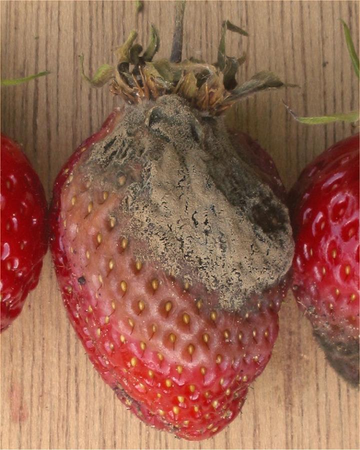 Gray Rot in Strawberry [IMAGE] | EurekAlert! Science News Releases