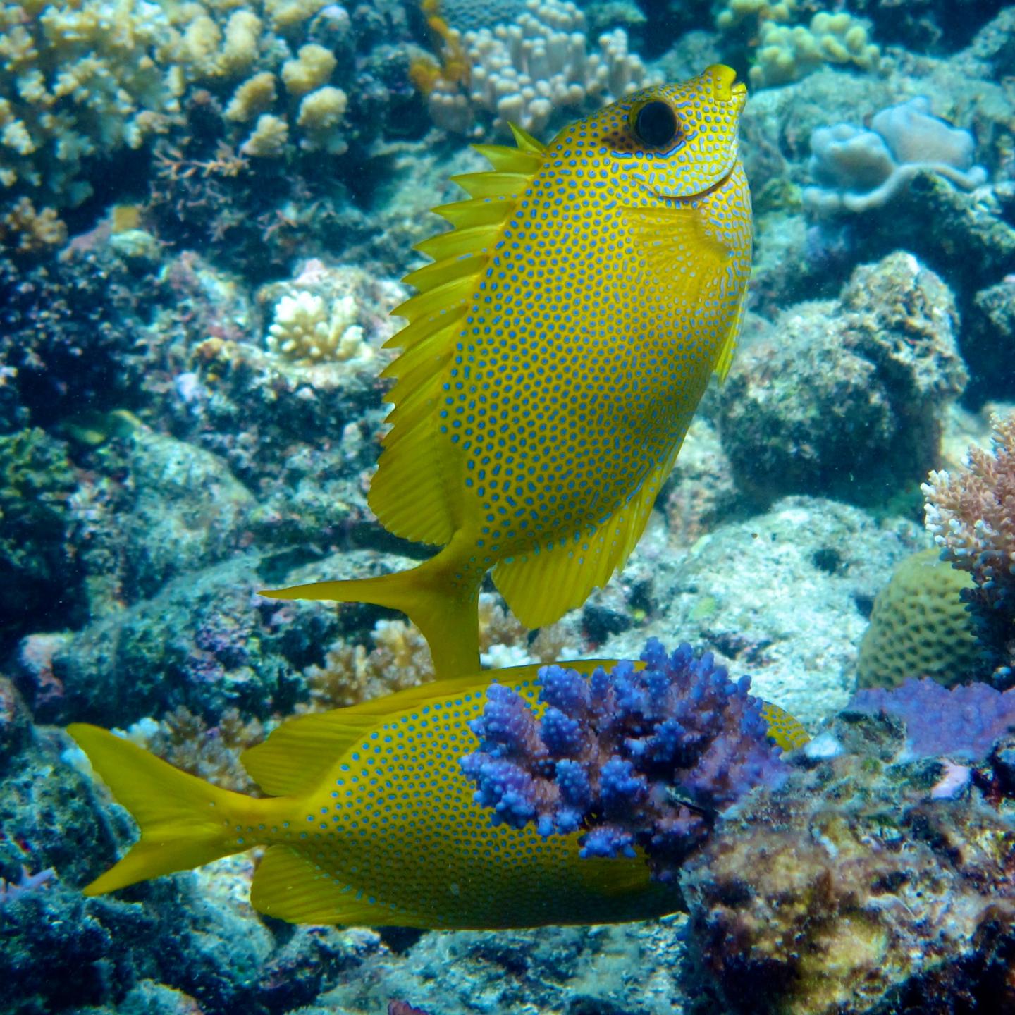 Rabbitfish Pairs (1 of 2) [IMAGE] | EurekAlert! Science News Releases
