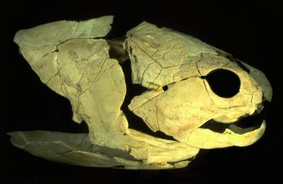 Straight From the Mouths of the Most Primitiv | EurekAlert!
