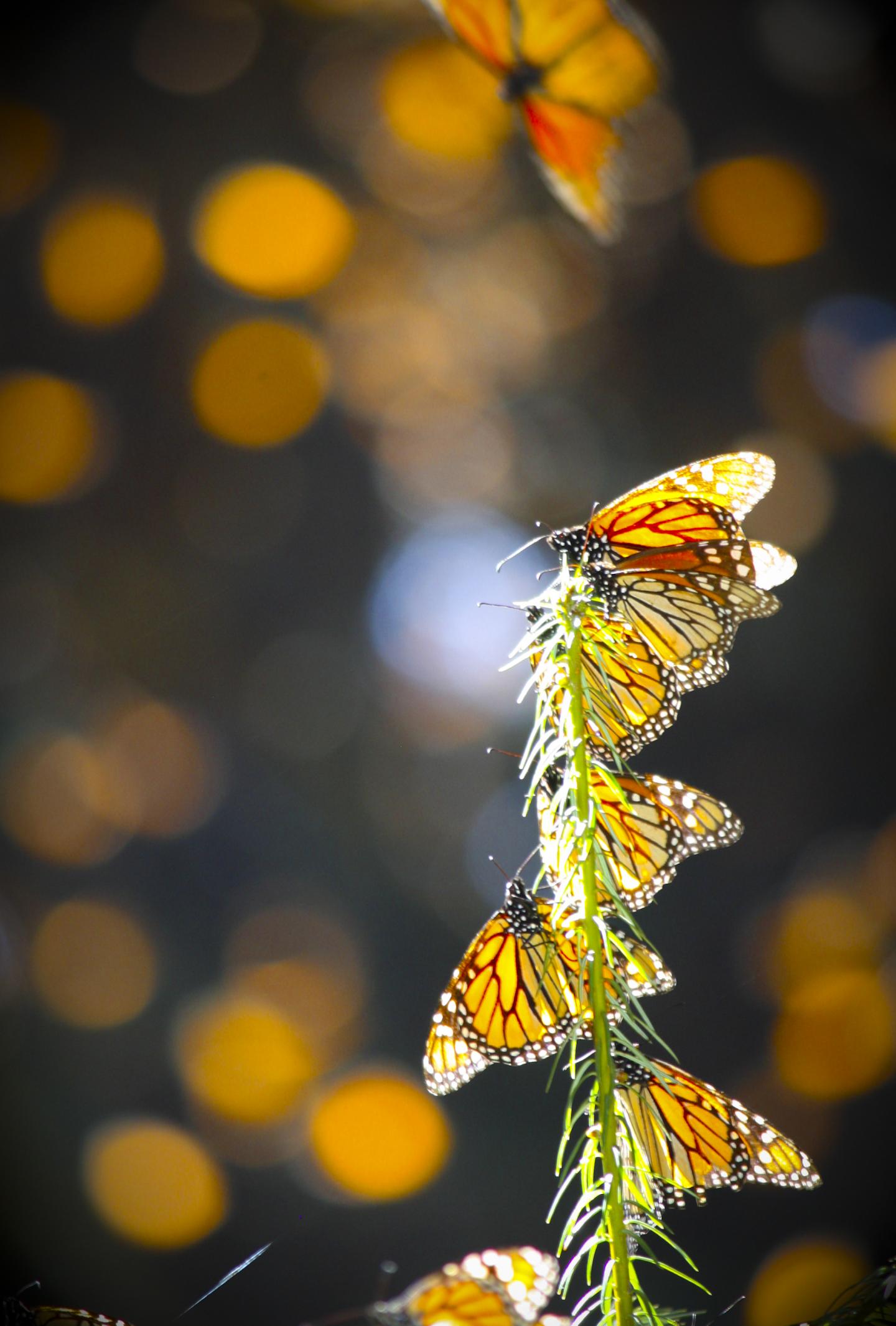 Monarch Butterflies Overwinter [IMAGE] | EurekAlert! Science News Releases