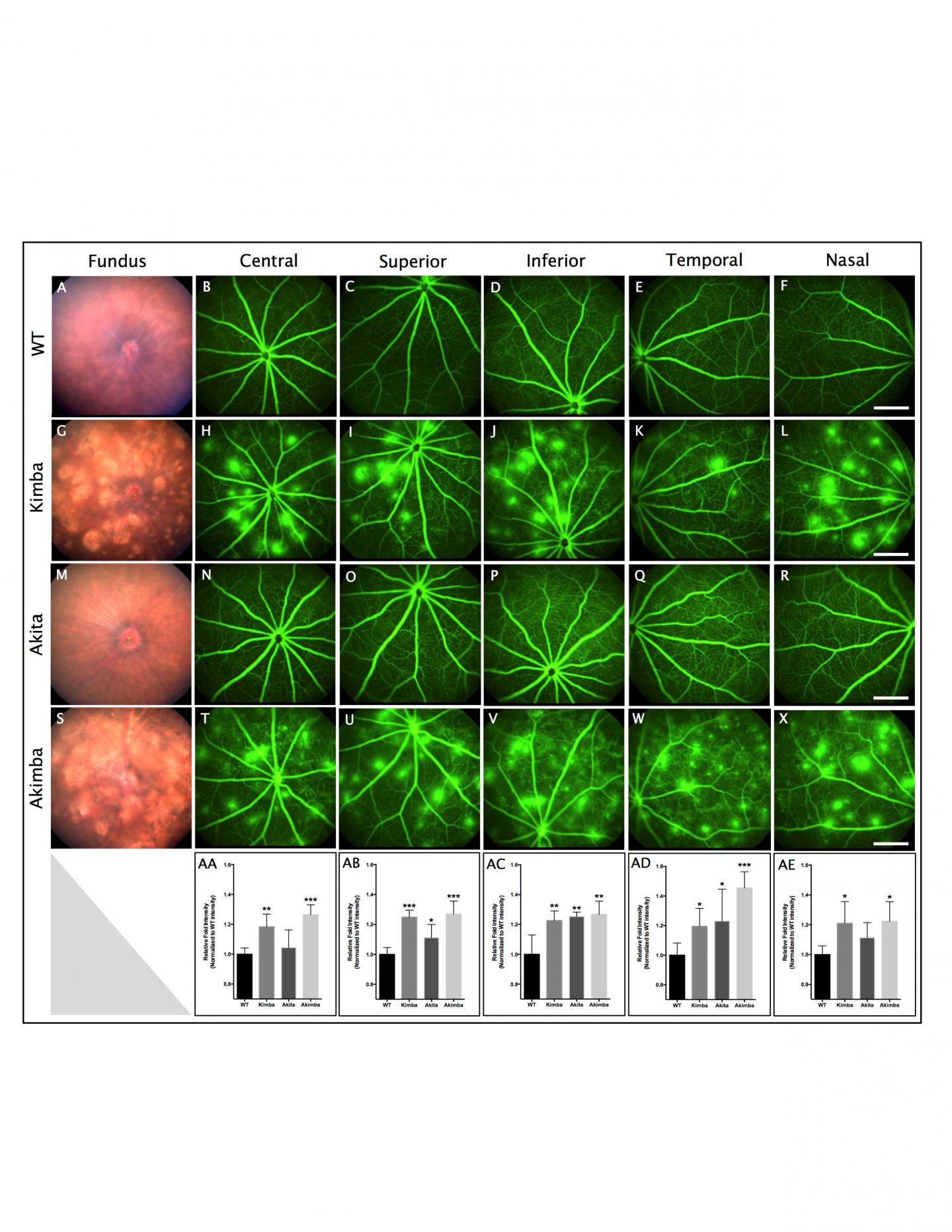 Figure 1 [IMAGE] | EurekAlert! Science News Releases