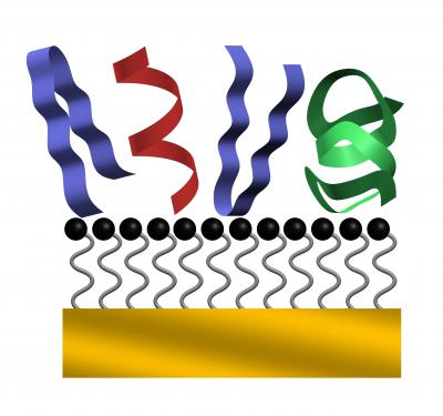 Sprung Out [IMAGE] | EurekAlert! Science News Releases