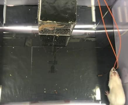 How Stress Takes a Physical Toll, Explained i | EurekAlert!