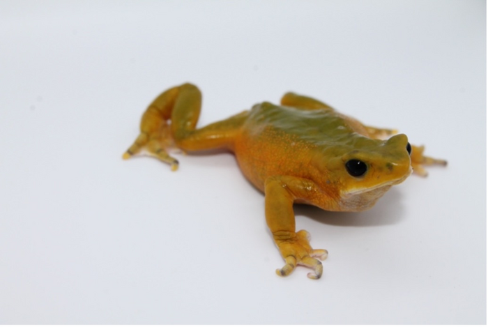 Small orange frog [IMAGE] | EurekAlert! Science News Releases