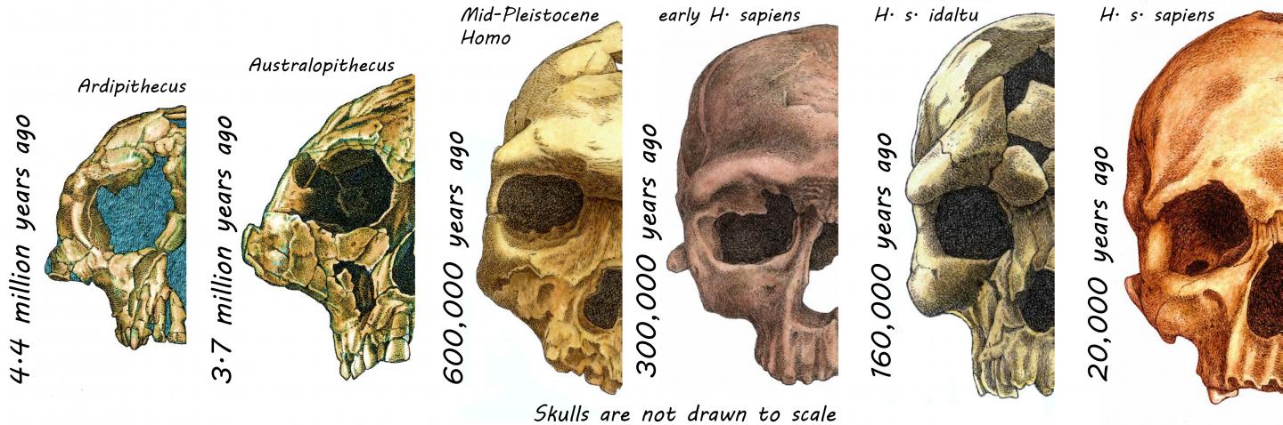 Human Evolution Timeline Skulls