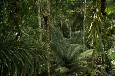 Amazon Tree Climbing (2 of 2) [IMAGE] | EurekAlert! Science News Releases
