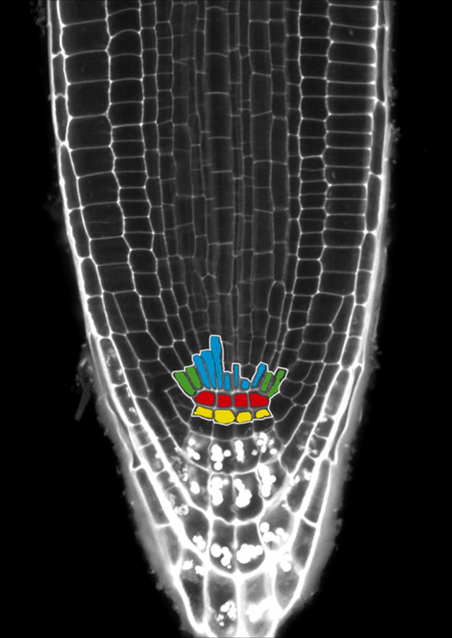 Arabidopsis Root [IMAGE] | EurekAlert! Science News Releases