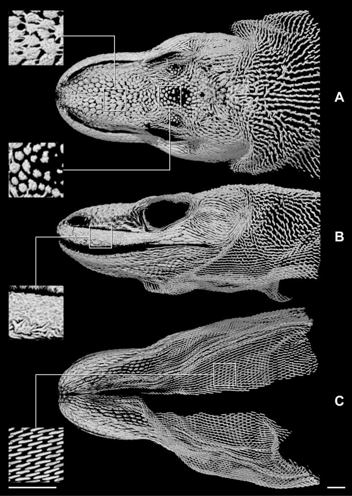 Different Osteoderm Types on K [IMAGE] | EurekAlert! Science News Releases