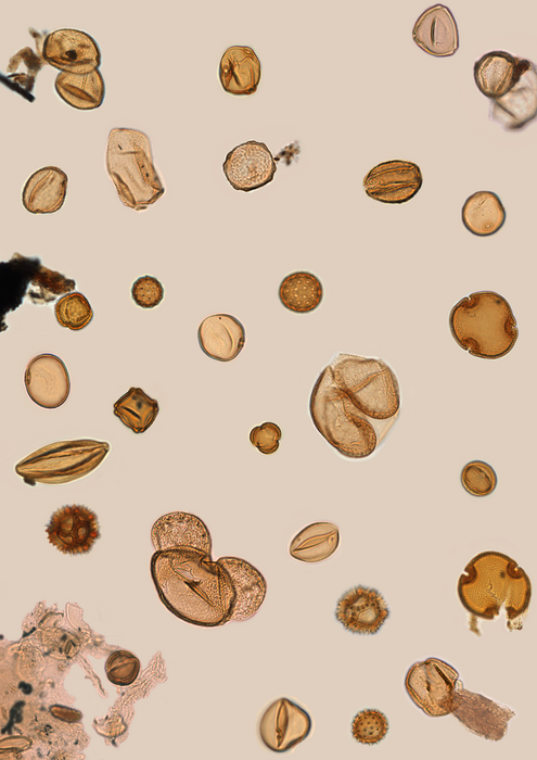 Pollen grains from Tenaghi Phi [IMAGE] | EurekAlert! Science News Releases
