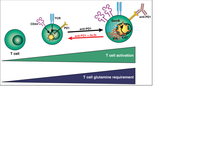 Graphical Abstract [IMAGE] | EurekAlert! Science News Releases