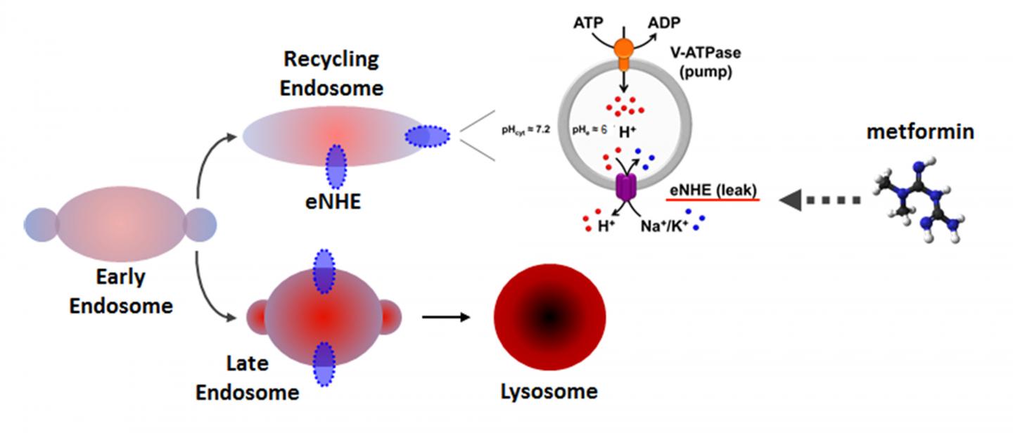 Endosomal Na/H Exchangers (eNH [IMAGE] | EurekAlert! Science News Releases