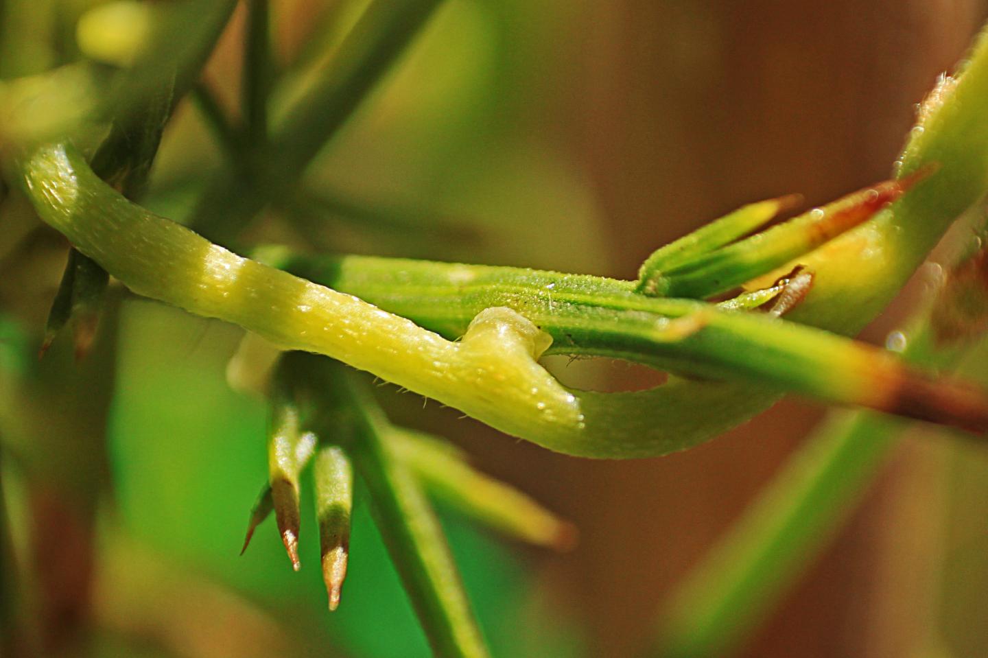 'Snotty gobble' could be good weed controller | EurekAlert!