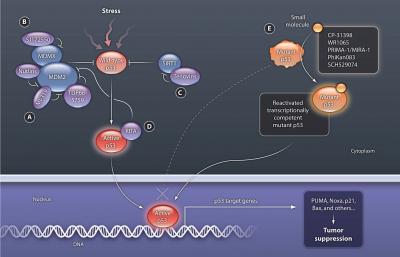 P53 Potential for Anti-Cancer Drugs | EurekAlert!