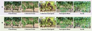 Revolutionizing grape yield predictions: the | EurekAlert!