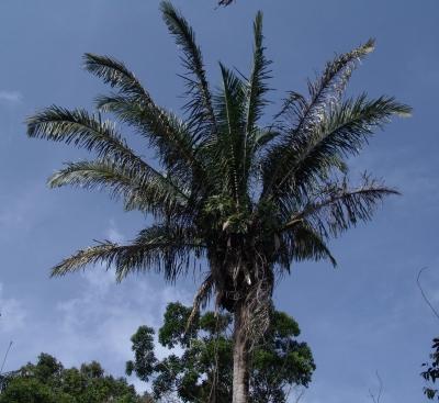 Palm Tree [IMAGE] | EurekAlert! Science News Releases