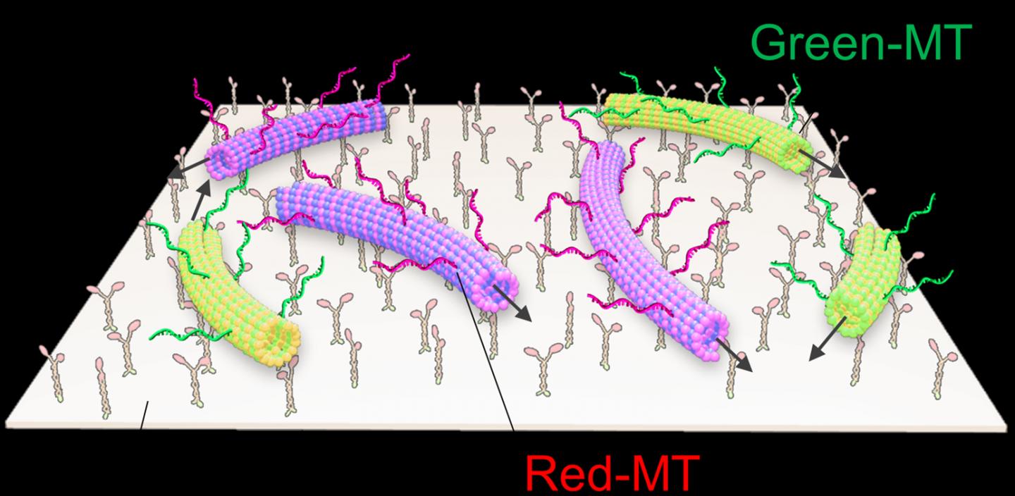 Figure of Microtubules [IMAGE] | EurekAlert! Science News Releases