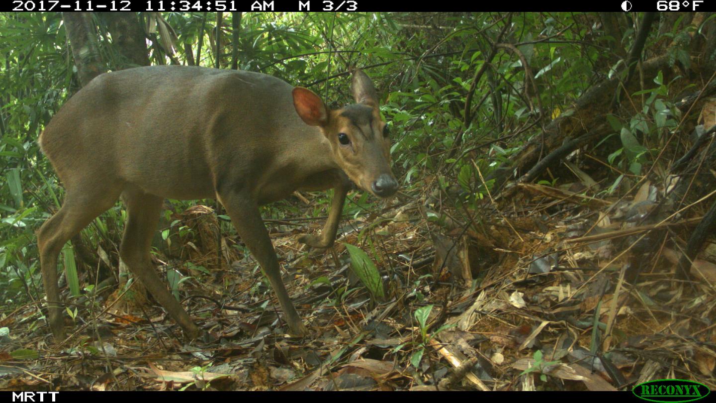 First record of large-antlered muntjac in Vie | EurekAlert!