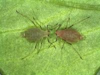 A Symbiotic, Color-Changing Relationship (1 o | EurekAlert!