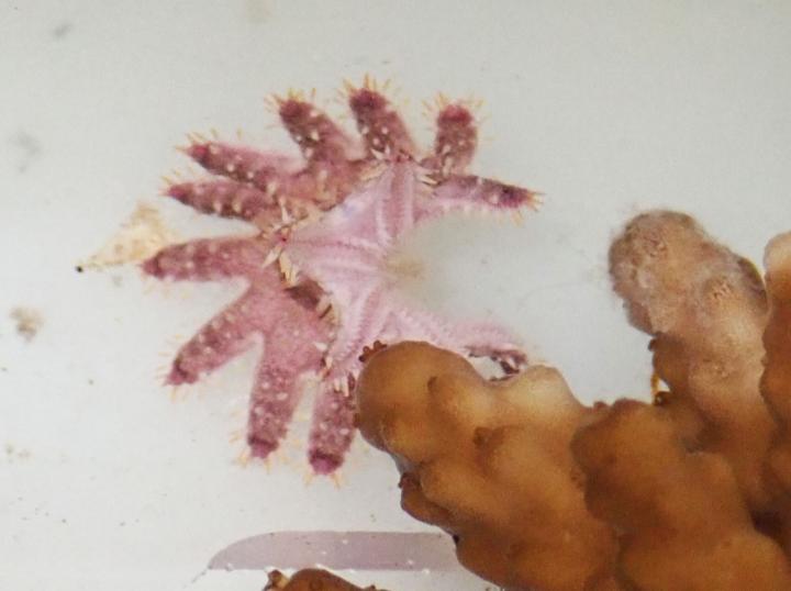 Revealed: Coral fights back against crown of | EurekAlert!