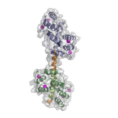Molecular Switch [IMAGE] | EurekAlert! Science News Releases